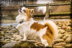 Chihuahua price in India | Hight, Weight & Lifespan | Top Breeders