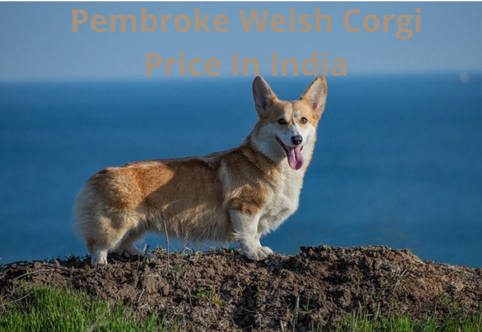 Pembroke Welsh Corgi Price in India | Feeding | Grooming | Training Price