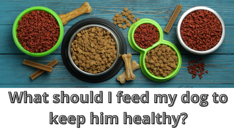 Chihuahua price in India | Hight, Weight & Lifespan | Top Breeders