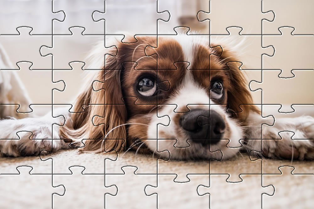 Top 15 Fun Outdoor Indoor Games To Play With Your Dog Top 15 Fun Outdoor Indoor Games To Play With Your Dog