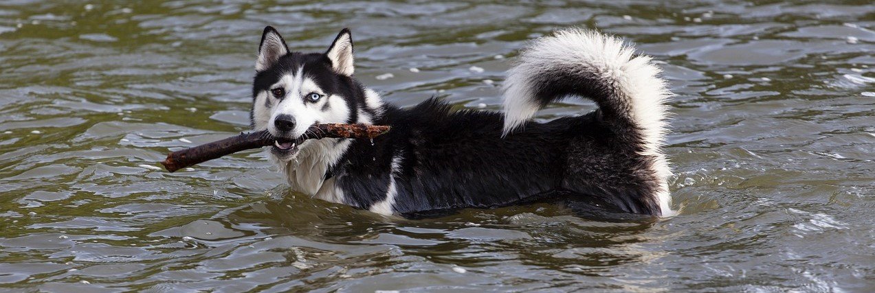 Siberian Husky Colors - Fall In Love With Color Of Siberian Husky