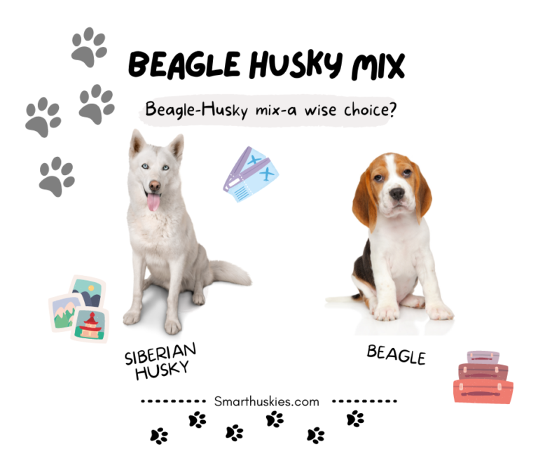 Beagle Husky Mix - Appearance, Lifespan, Grooming, Training and Vet