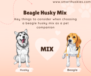Beagle Husky Mix - Appearance, Lifespan, Grooming, Training and Vet